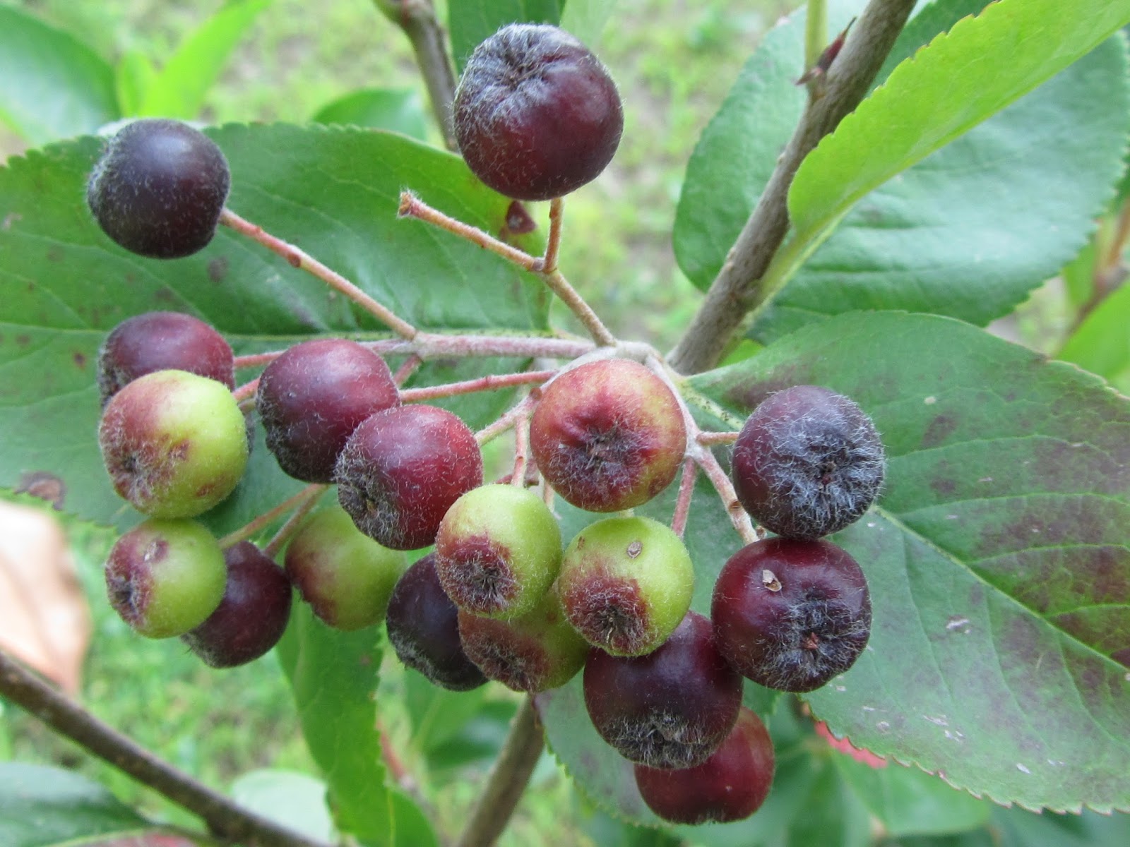 Come Coltivare l'Aronia Melanocarpa per Produrre Ottimi Succhi | Il ...