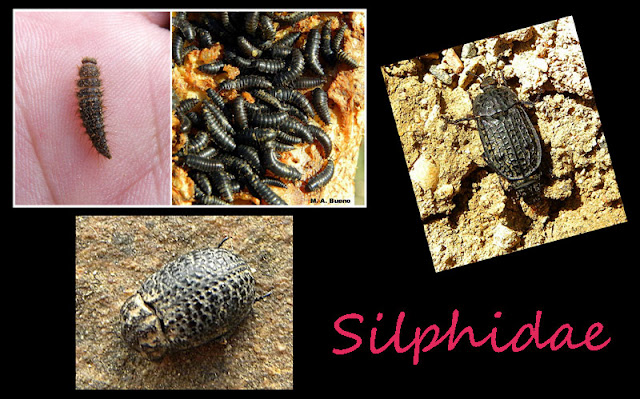 FOTO NATURA HUESCA 2: Silphidae Pierre André Latreille 1807 carrion ...