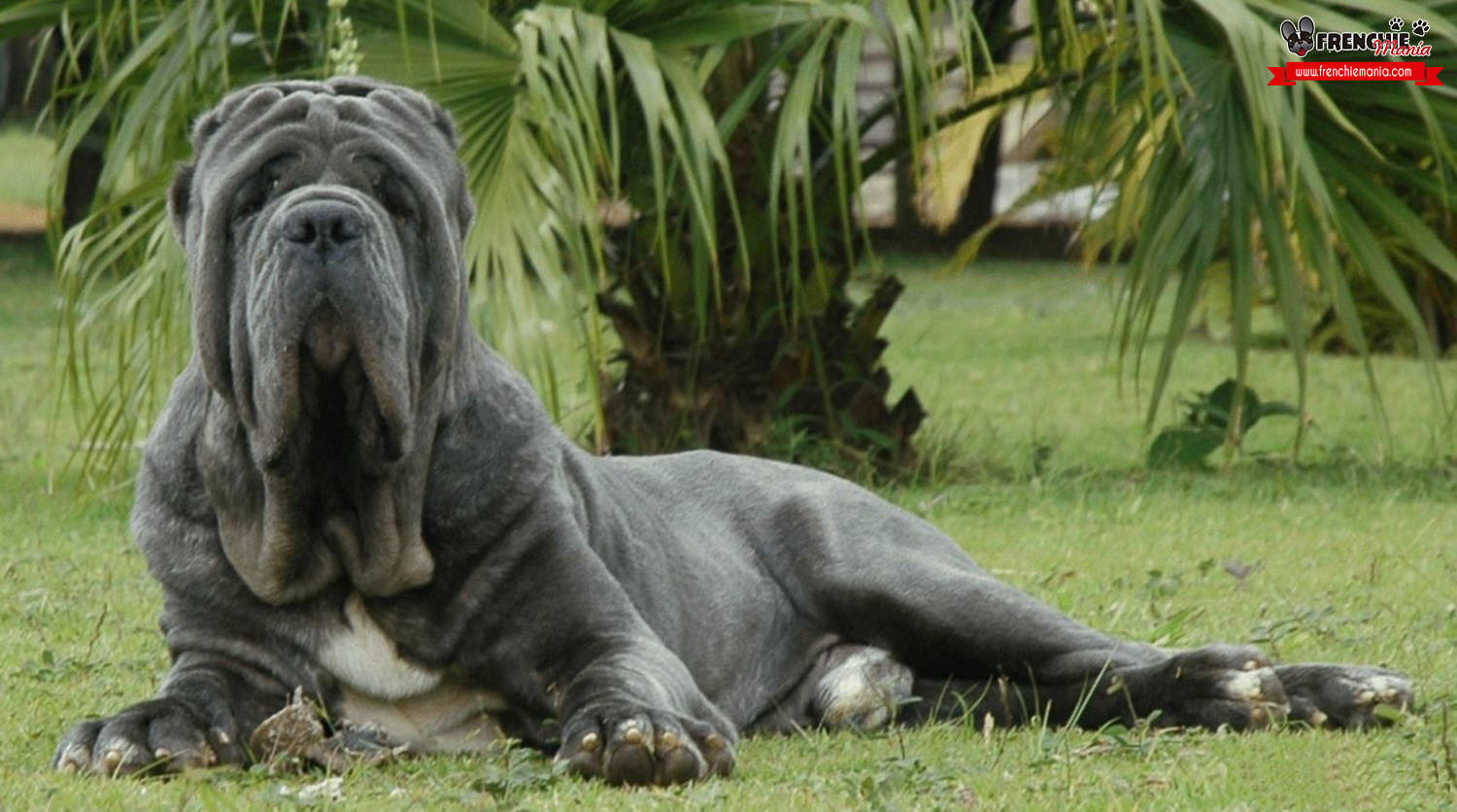 NUNCAJAMAS COCKER: CUATRO RAZONES DE ALTURA PARA TENER UN PERRO GRANDE