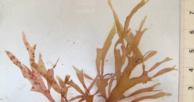 Species New to Science: [Phycology • 2014] Gracilaria lantaensis • A ...