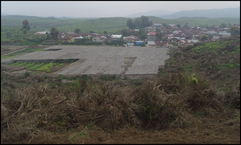 kayu aroQ: Patok Empat-Kayu Aro Barat
