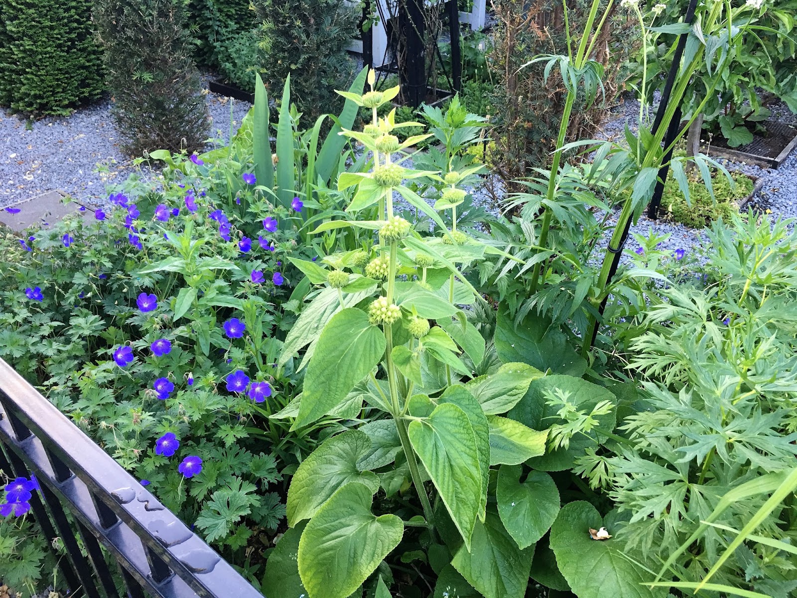 Potagerie in Maastricht: 25.05.2017 > New look in the English boarder.