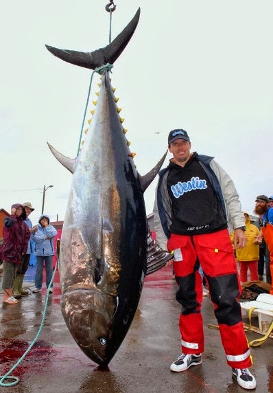 International Fishing News: CANADA: huge 800 lb tuna caught during ...