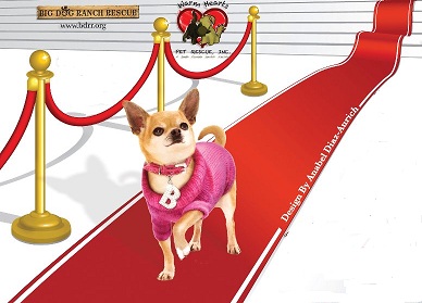 South Florida Pets: Spring Bling Fur Paws Red Carpet Event!