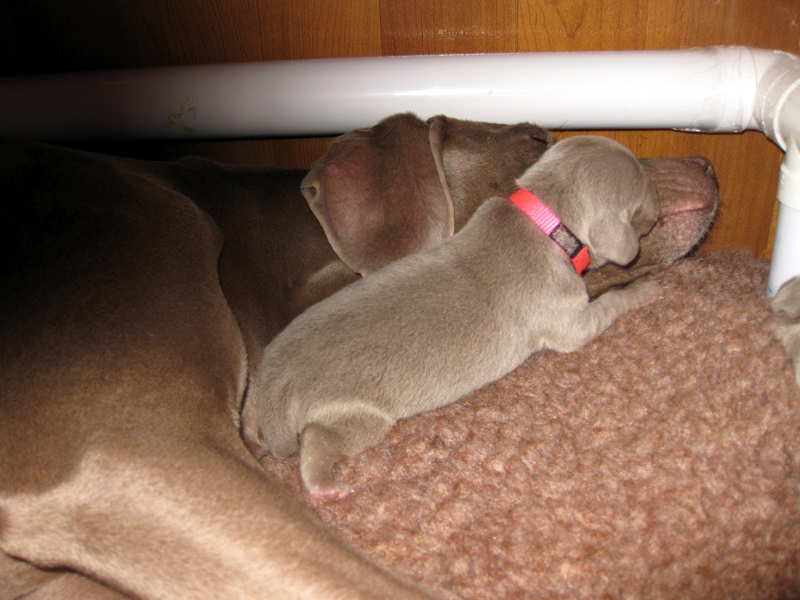 RoseWin Weimaraners: CERVELO / LILY PUPS 9 days old......