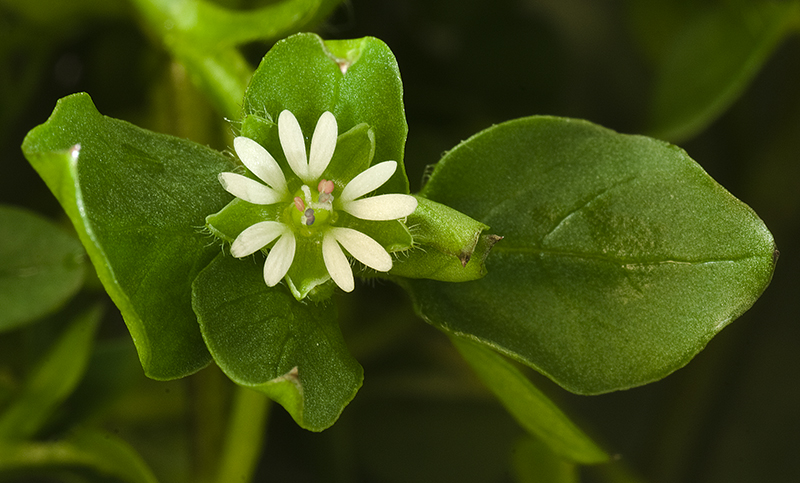 The 3 Foragers: Foraging for Wild, Natural, Organic Food: Chickweed ...