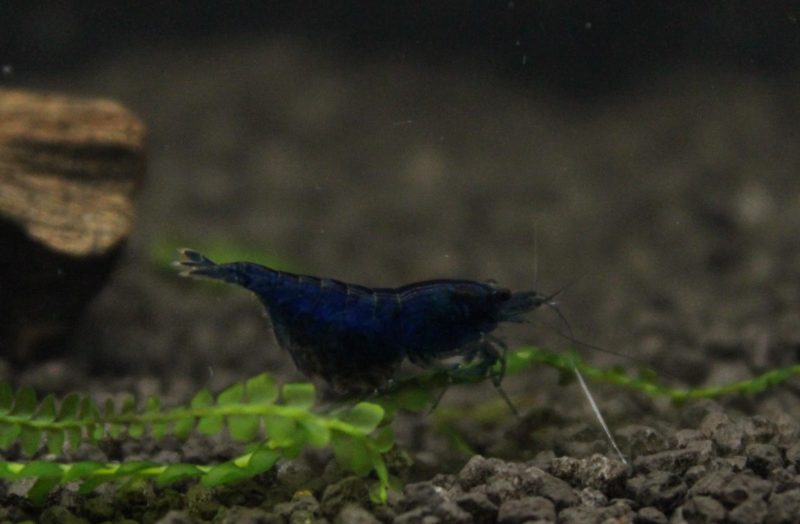 easyshrimp: Neocaridina