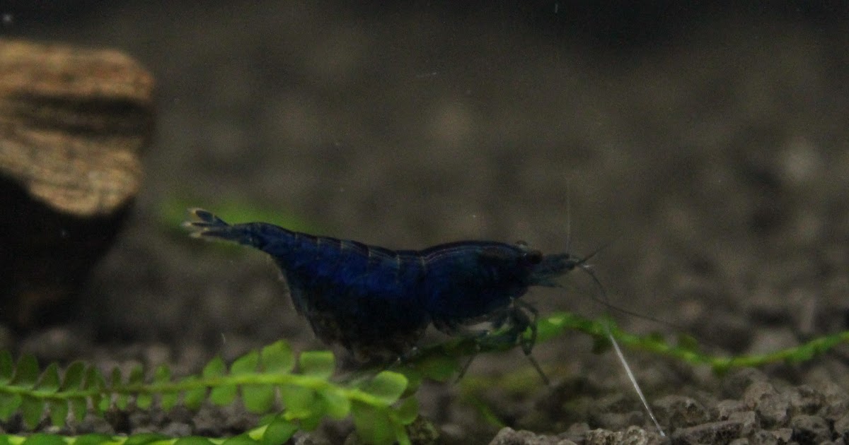 easyshrimp: Neocaridina