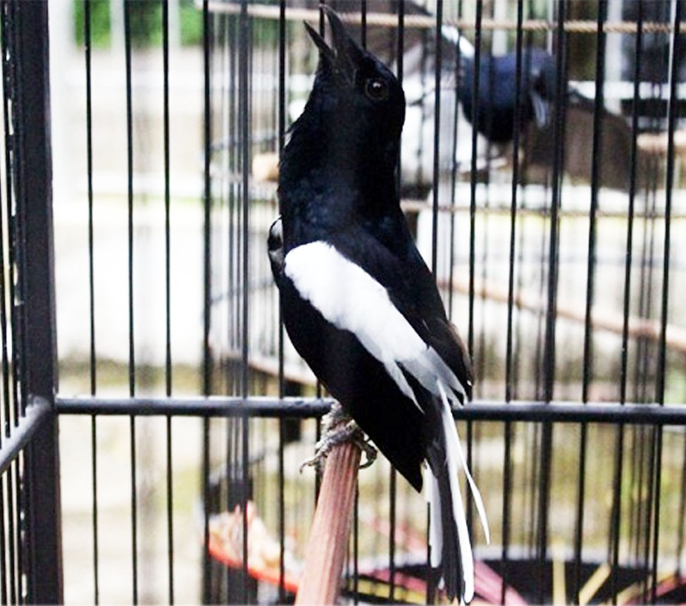 Pesona burung kacer | Info Seputar Hobi