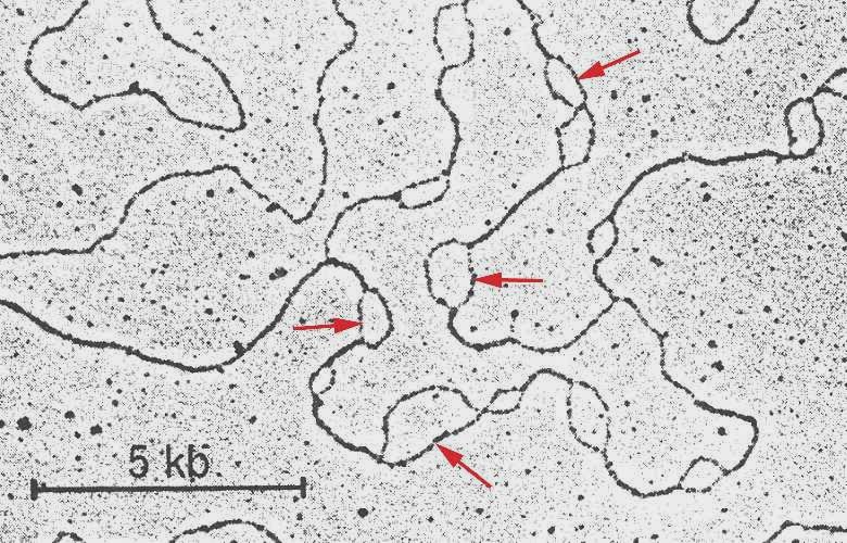 EC Honors Biology: Prokaryotic vs Eukaryotic DNA