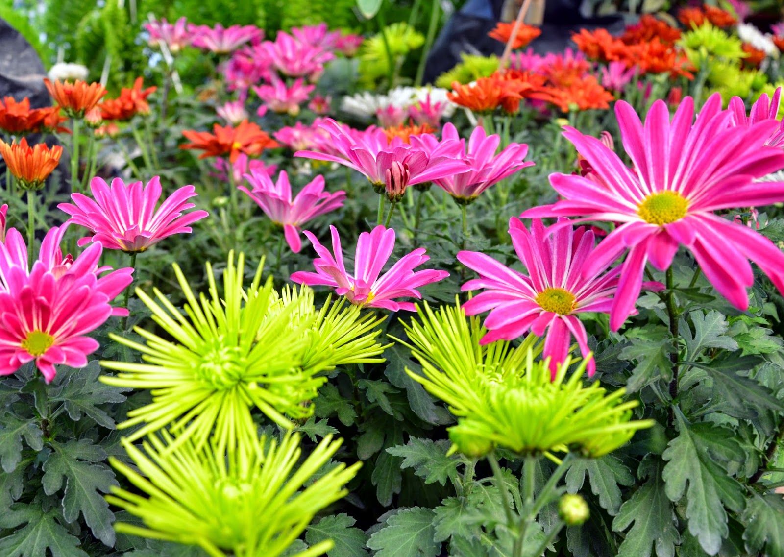 POESÍA Y TRANSICIONES: CRISANTEMOS...