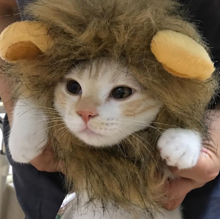 Lucunya Jura Archange, Kucing 'Singa' dari Jepang yang Menggemaskan