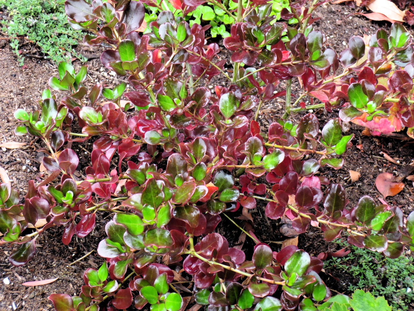 Late to the Garden Party: Favorite plant of the week: Coprosma repens ...