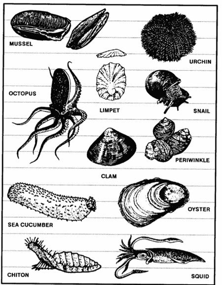 SUPRAVIETUIREA IN SALBATICIE: Hrana *Moluste