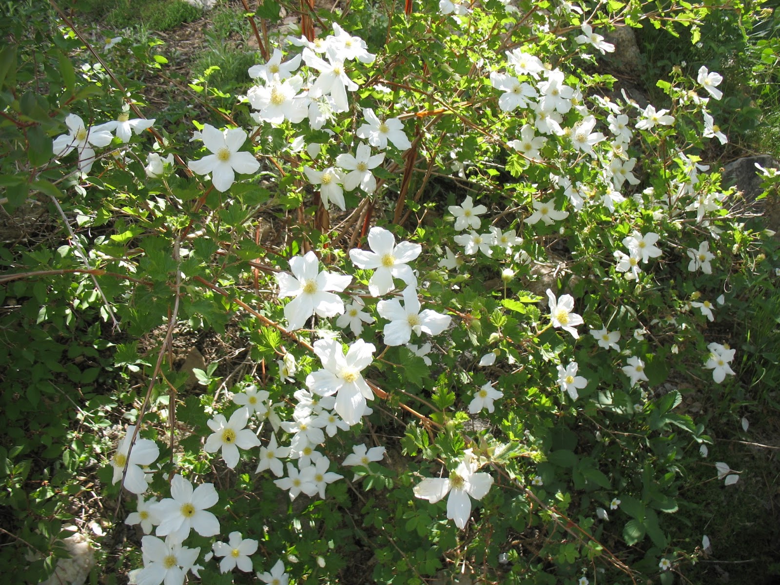 CO-Horts: Native plants that serve as “gateway drugs” for the newbie
