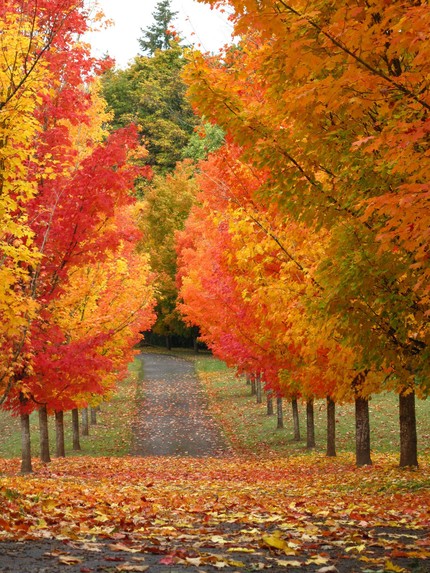 It's Written on the Wall: Amazing Photos of Fall Scenery-So Many Colors