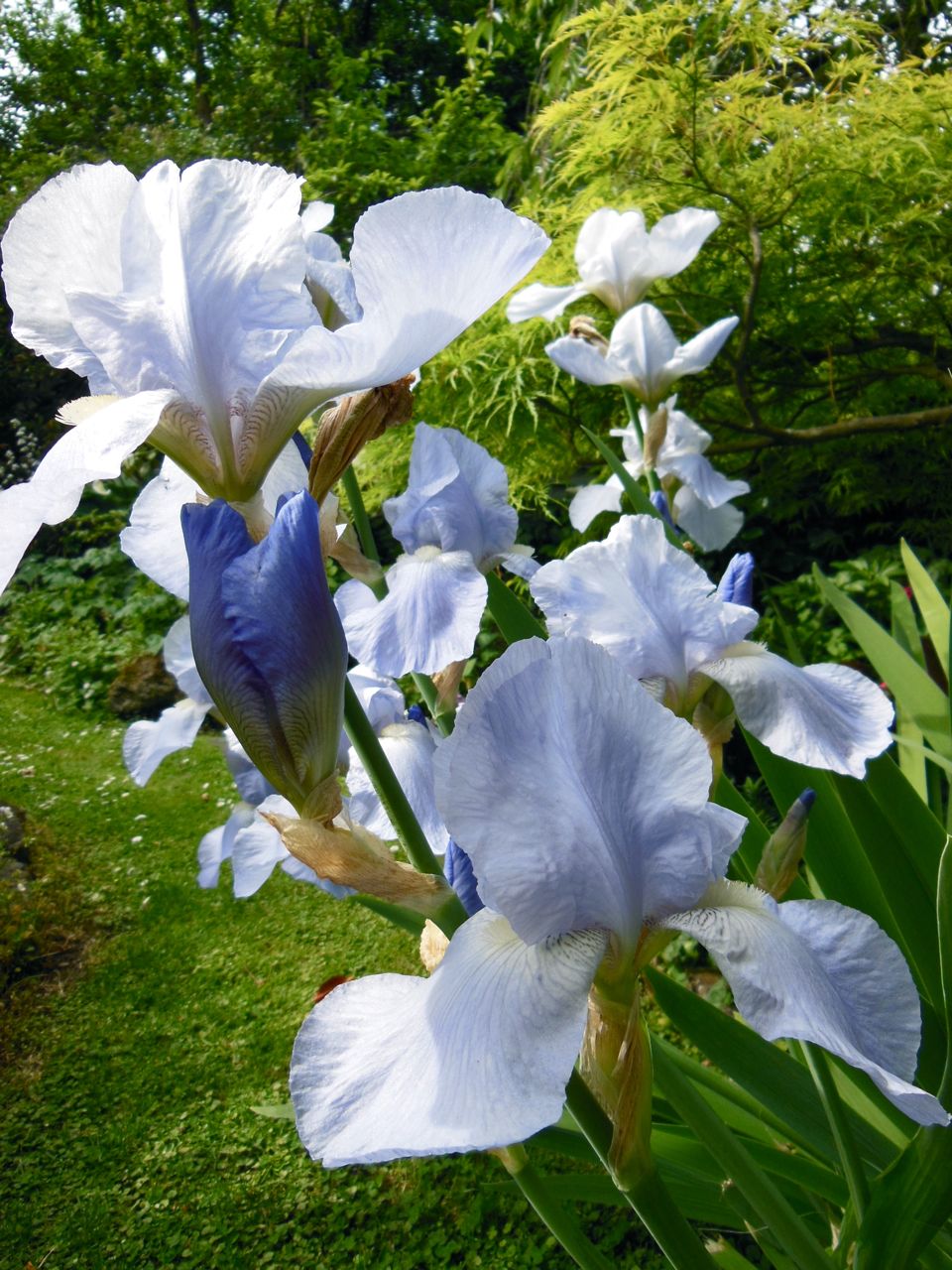An angel in the garden: Angel Wings & The Dingle Dangle Birds