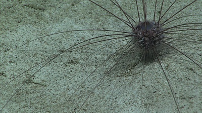 Sea Urchin - What Do We Know About Sea-Urchins?