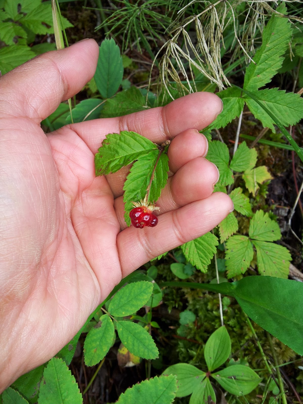 Musings of Musang: Salmonberry (Rubus spectabilis) or Arctic Raspberry ...