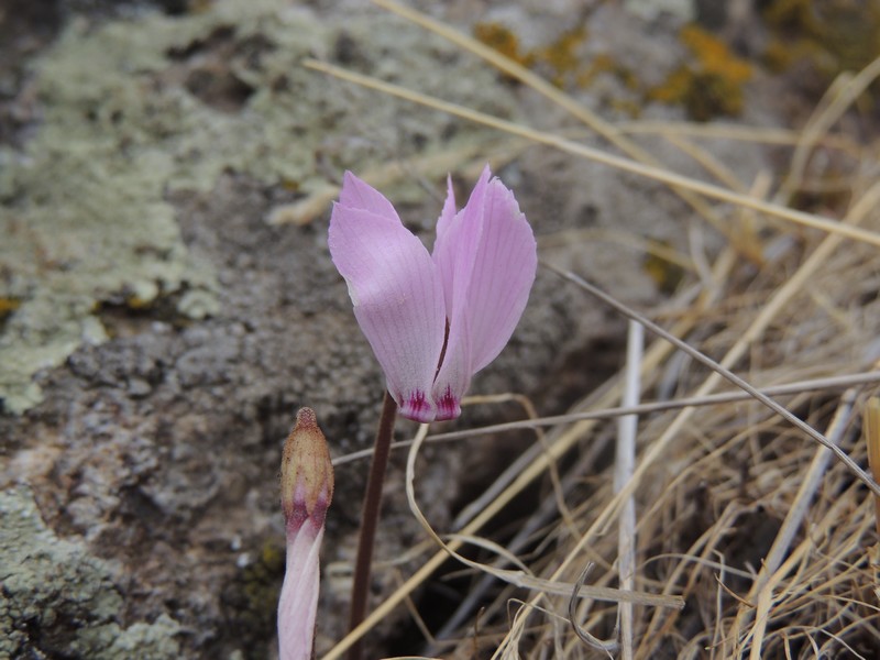 AFYON'UN MUHTEŞEM SİKLAMENLERİ (Cyclamen mirabile)