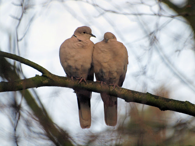 Natuurfotografie Ab Wisselink : Tortelduiven
