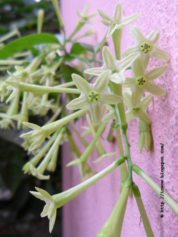 Hasnahena Ful(হাস্নাহেনা ফুল) - Cestrum nocturnum