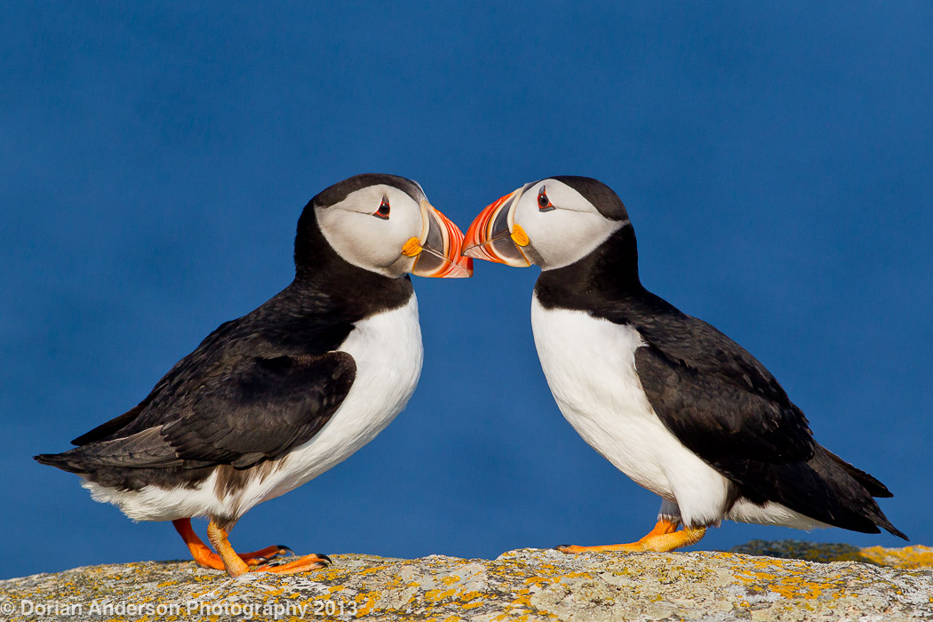 The Speckled Hatchback: Post #66 - Puffins and my wedding....