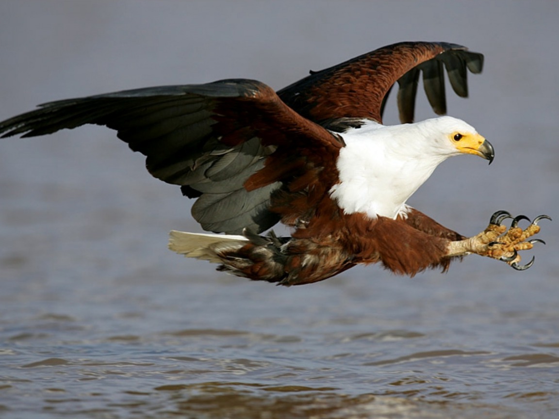 African Fish Eagle | Download Free Bird Images