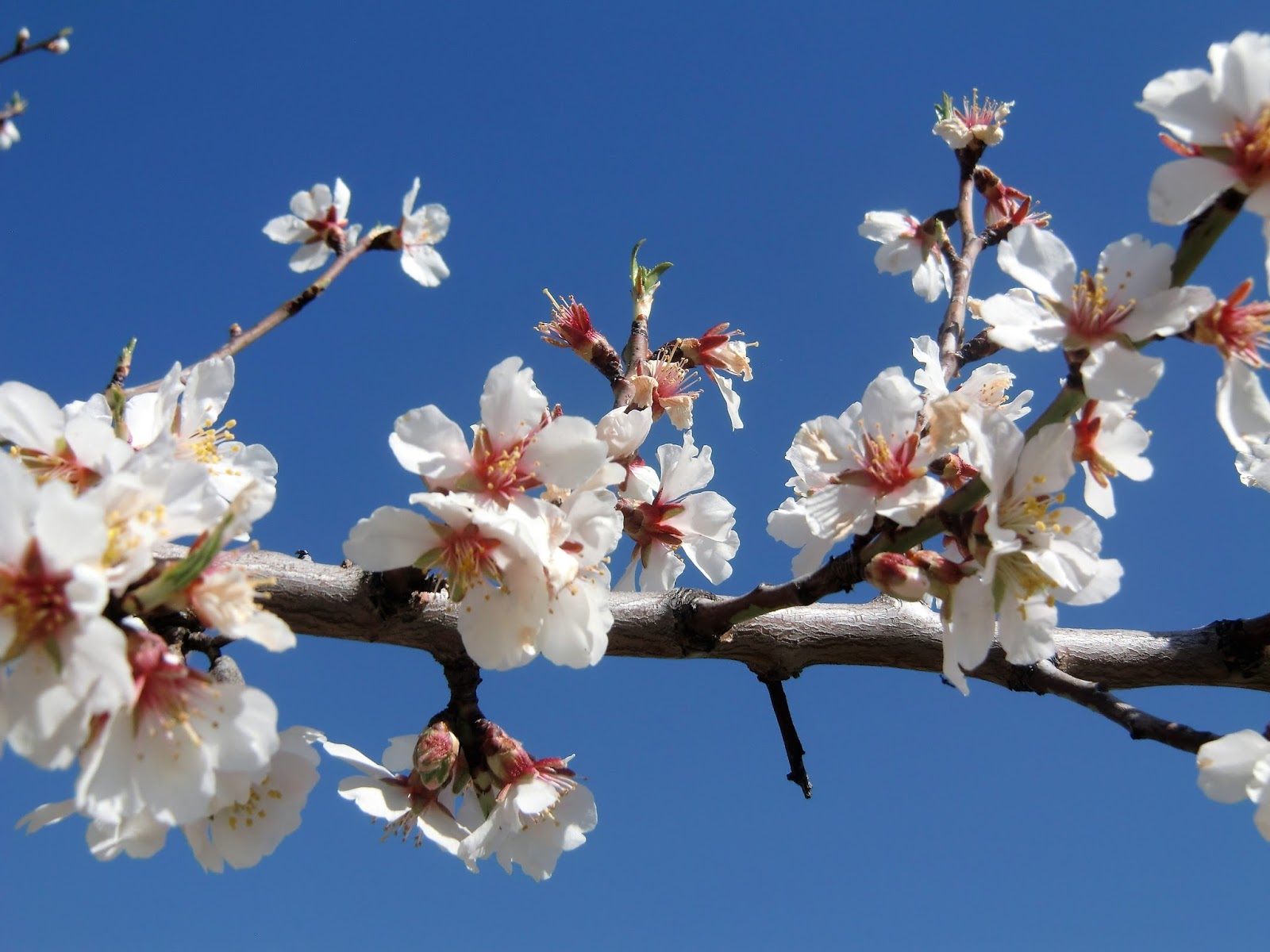 Plantas de Huerta Otea, Salamanca: Almendro (Prunus dulcis)