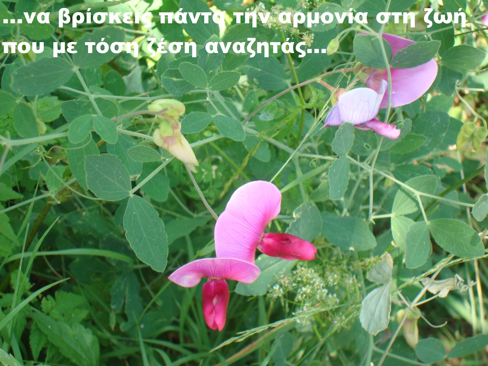 TΟ ΗΘΟΣ ΠΟΥ ΧΑΣΑΜΕ...: Καλημέρα και σήμερα...