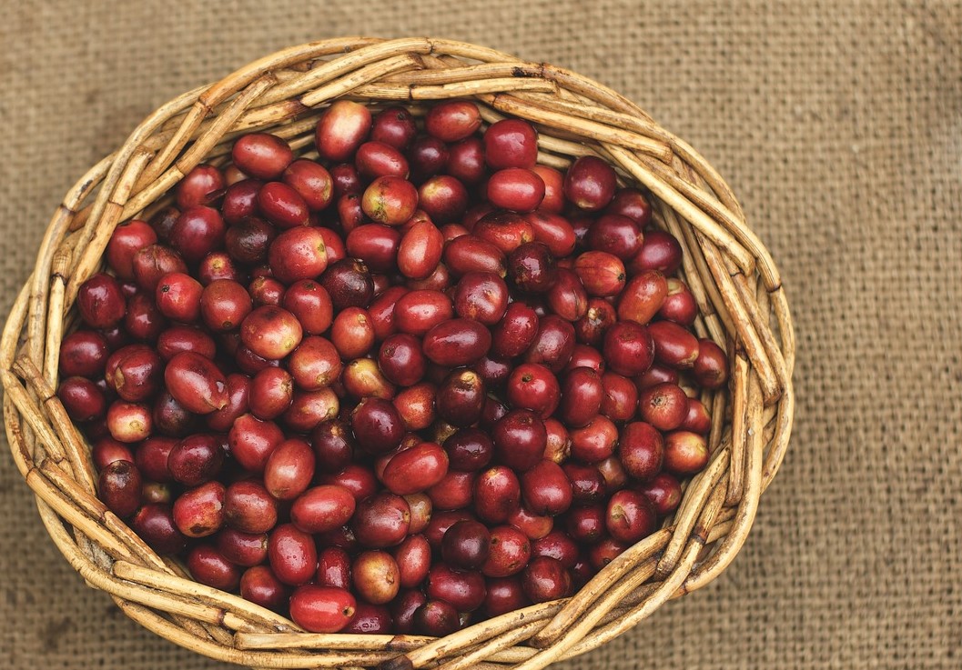 Mengenal Kopi Aceh Gayo