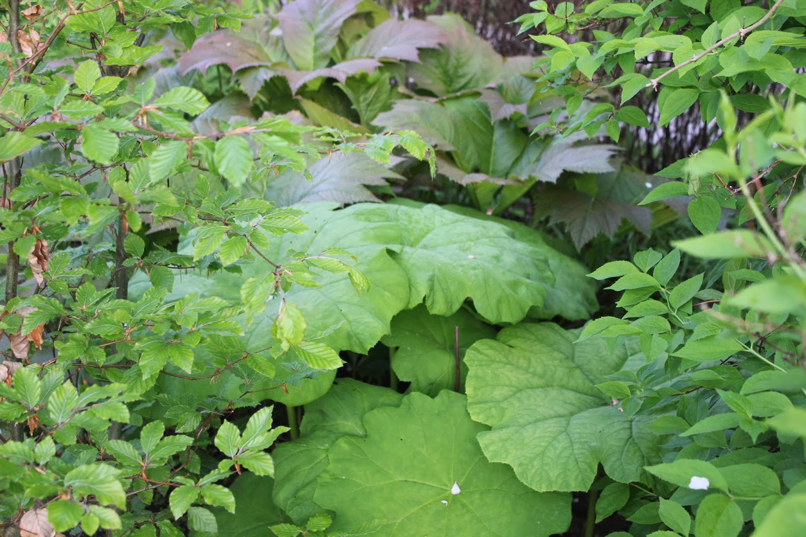 hagen vår: Store grønne blad, jungelfølelse