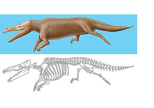 Escenarios prehistóricos: Maiacetus