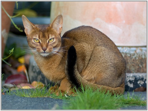 Cat Pictures and Information