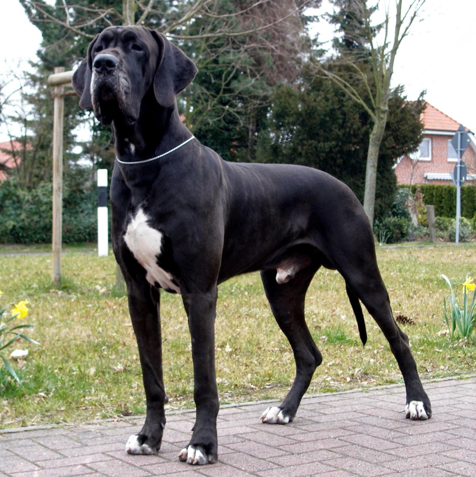 Great Dane Dogs | Amazing Facts & Latest Pictures | All Wildlife ...