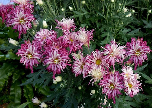 My Virtual Garden 2: Mums and More