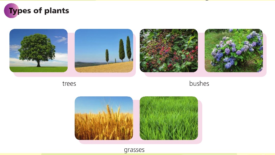 Different Types Of Plantae