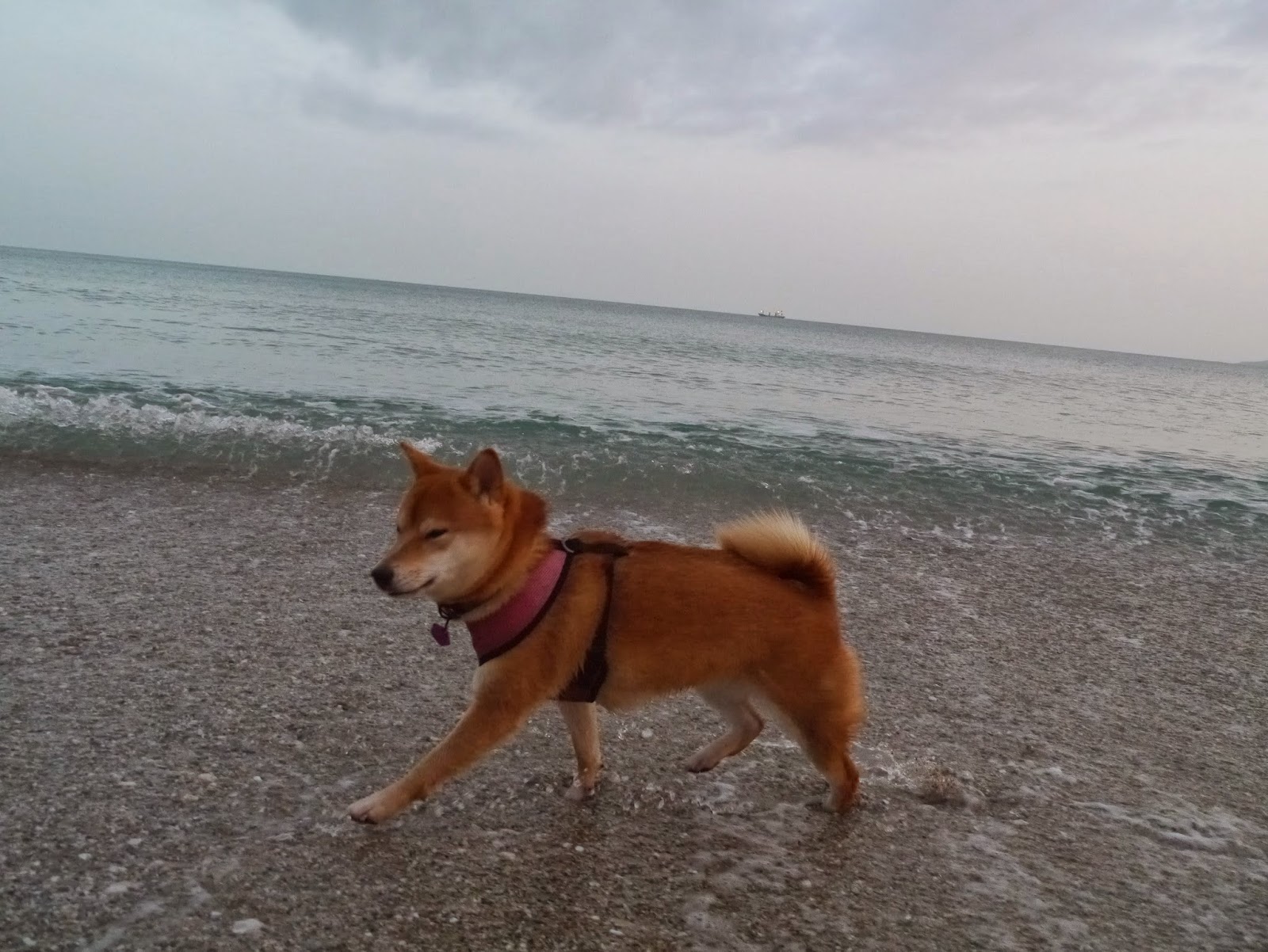 Obi Chan Shinobi san