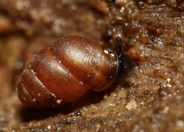 CARACOL DE ANDALUCÍA : Descubren en Valencia dos especies de caracol en ...
