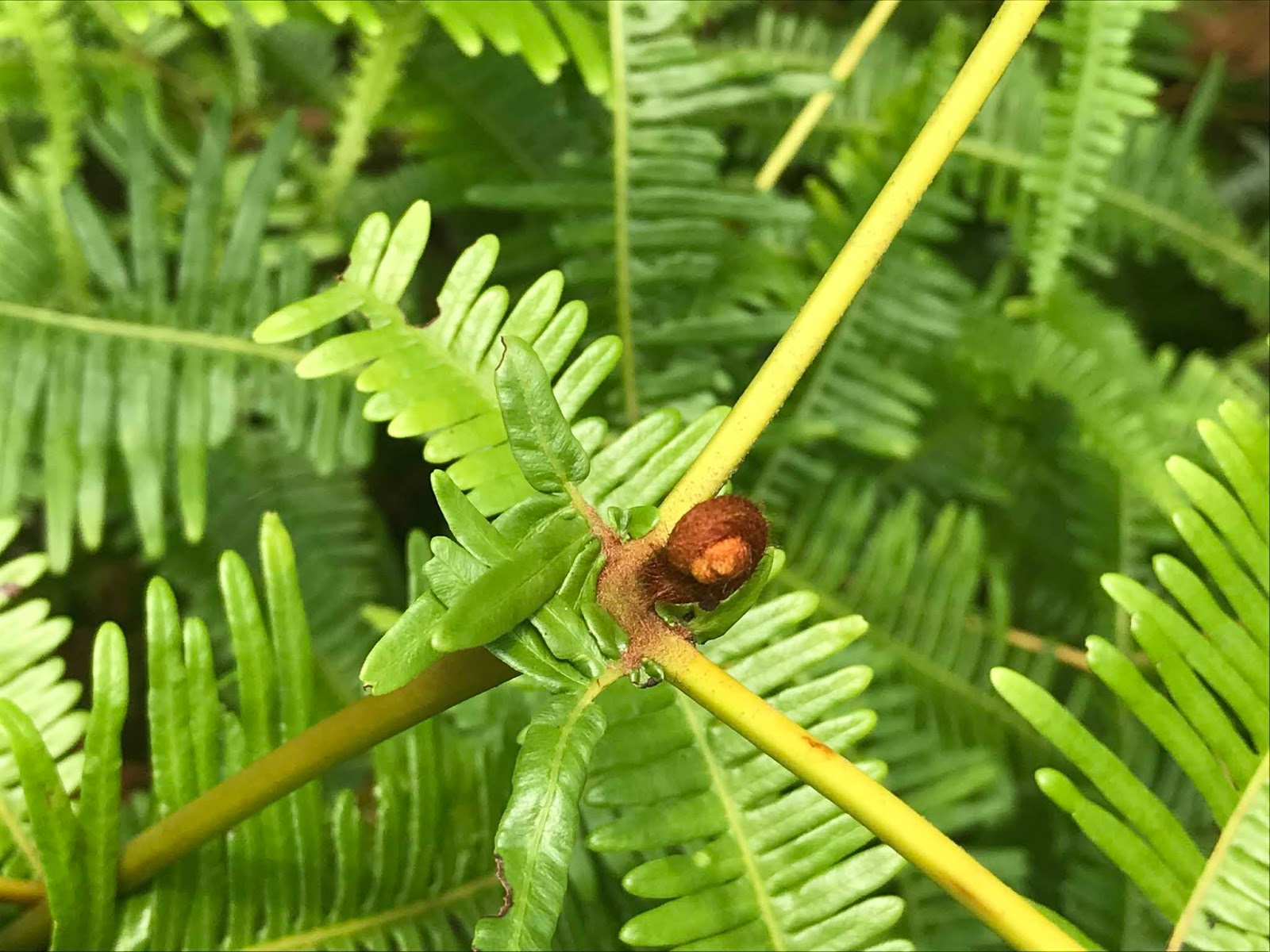 新/马草药自然医学: 芒萁的功效与作用及食用法 Dicranopteris linearis uses.Manfaat rumput Resam.
