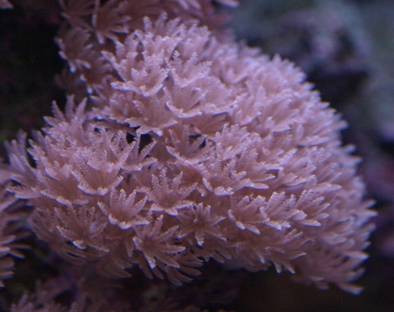 Peces y plantas ornamentales: Xenia spp. - Corales Pulsantes