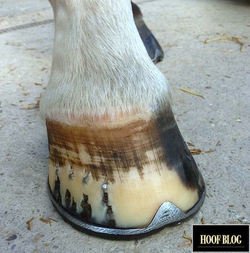 Fran Jurga`s Hoofcare + Lameness: Best Shod Horse at England's Burghley ...