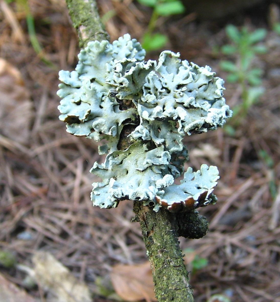 BIOLOGI GONZAGA: LICHENES - LUMUT KERAK