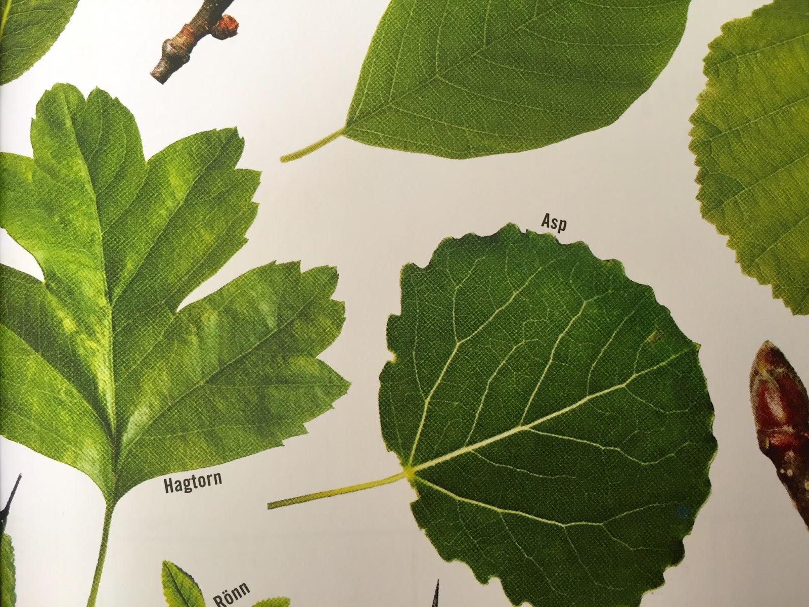 Resan inåt: Svenska träd: upptäck, känn igen och använd