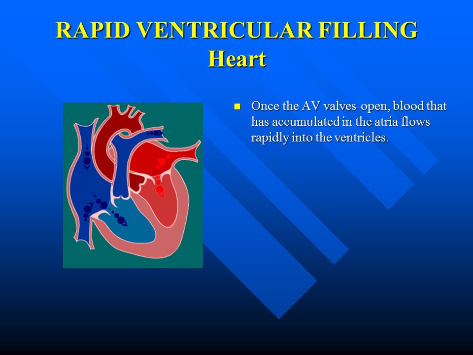 CVT Mohd Farid: Basic Cardiac Cycle-Credit To Dr Rudy Bright Wee