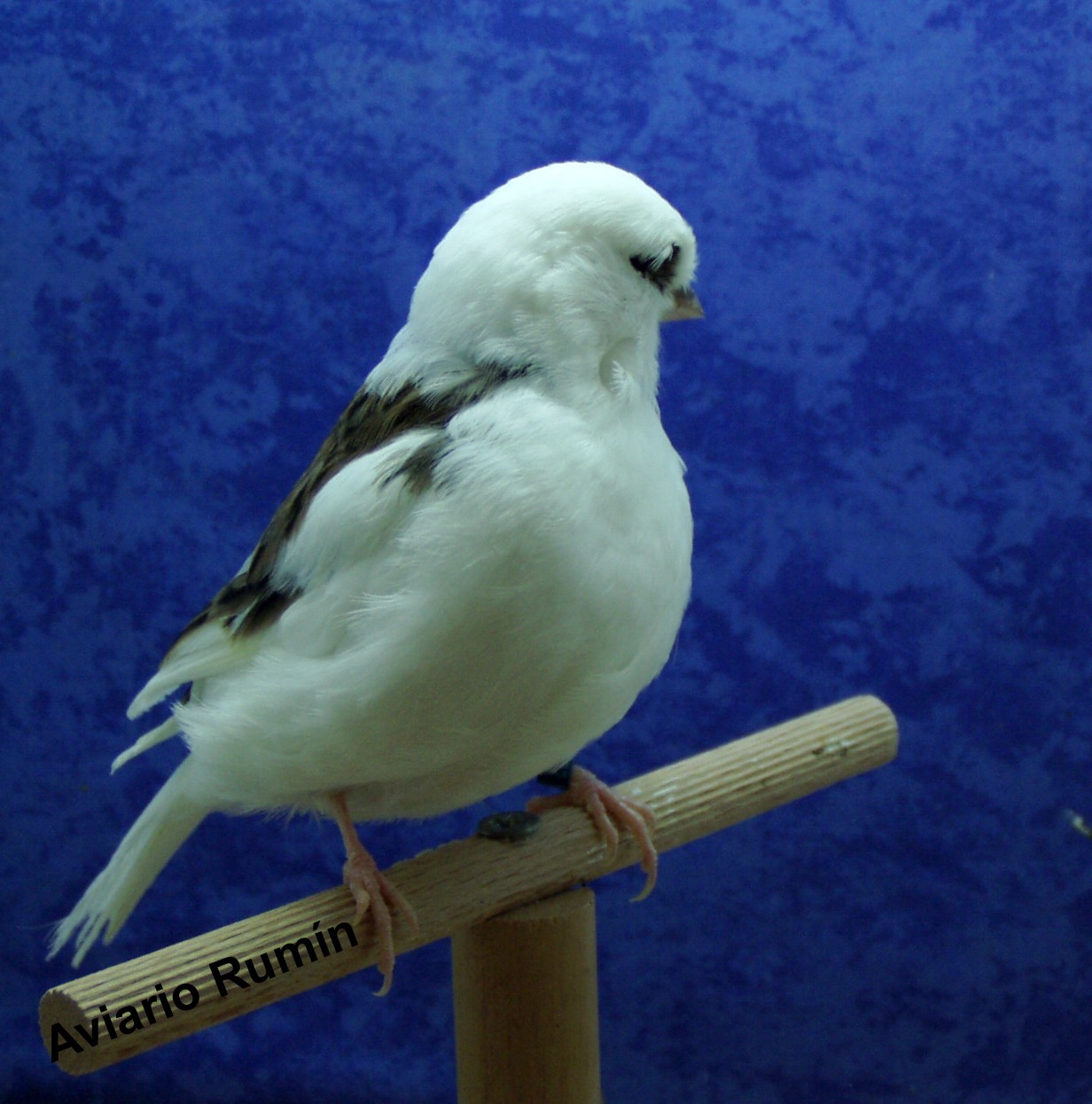 AVIARIO RUMIN: Los gloster consort