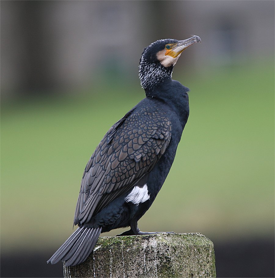 Murfs Wildlife : Great Cormorant