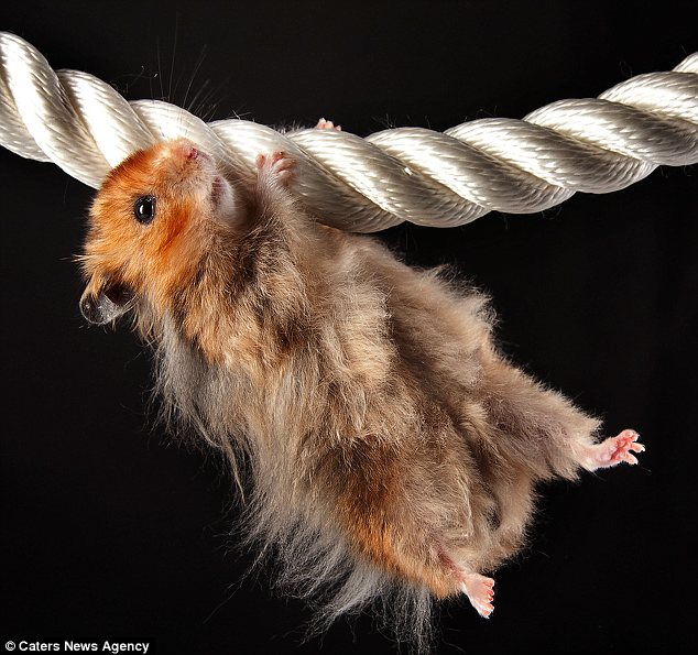 dailypetfwd: Meet Dolly the high-wire hamster... who hauls herself back ...