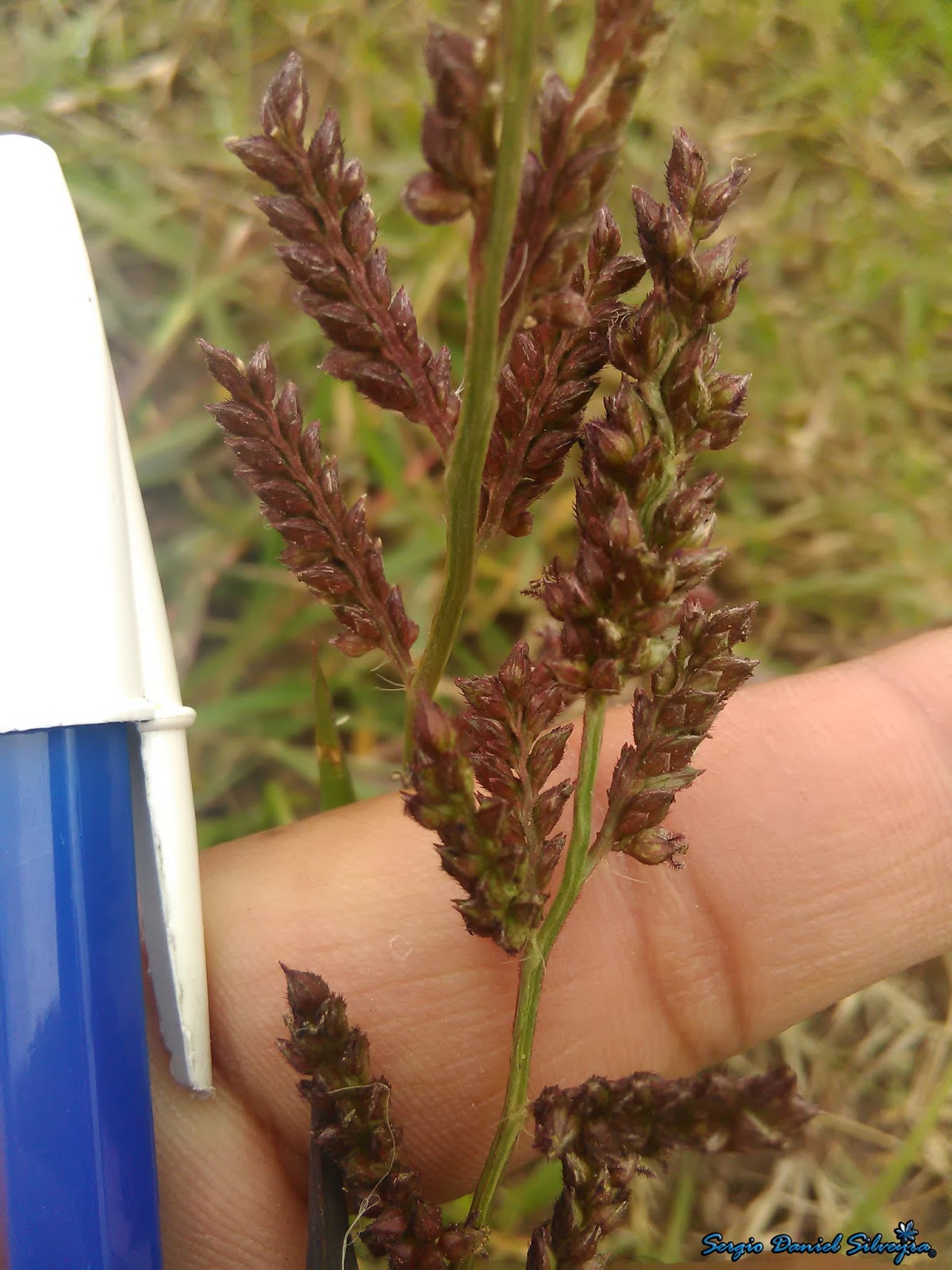 Flora Nativa de Entre Rios