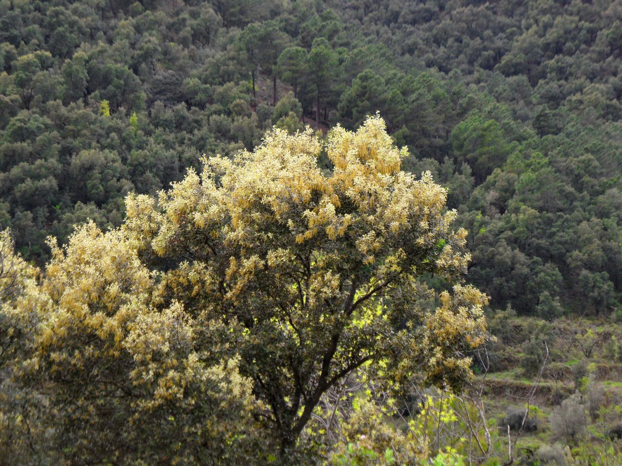 Sueras (Fuente de Castro-Mas de la Campana-Senda Solano de Jinquer ...
